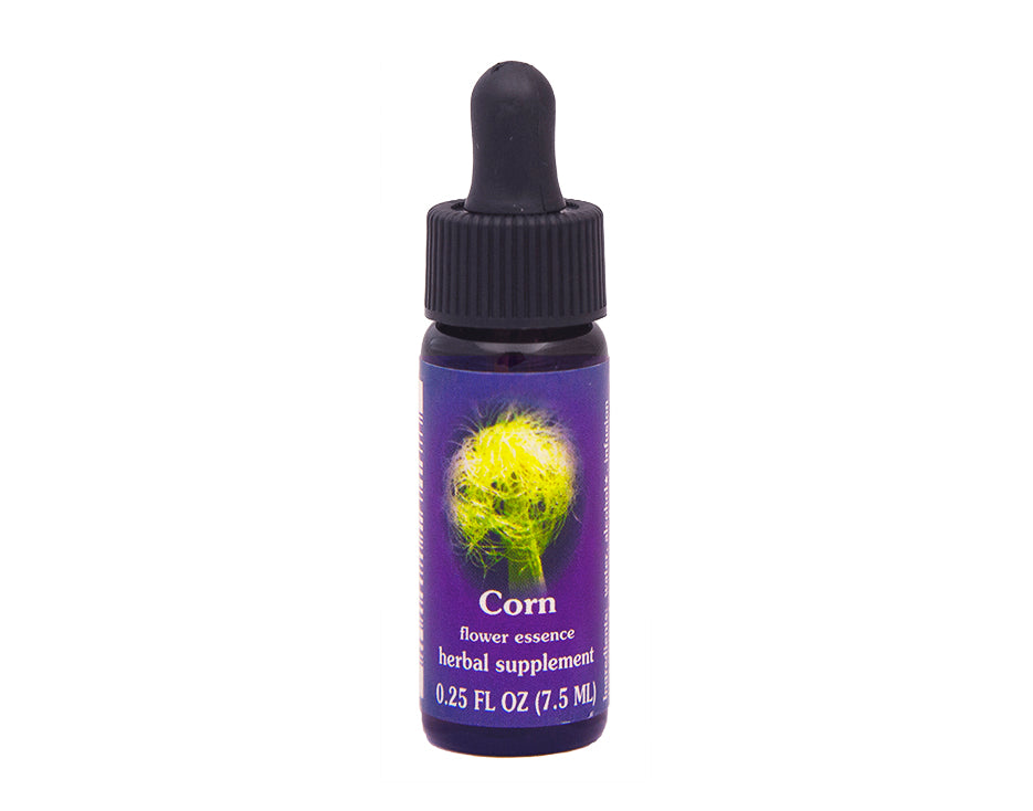 Corn Flower Essence – Rebecca's Herbal Apothecary