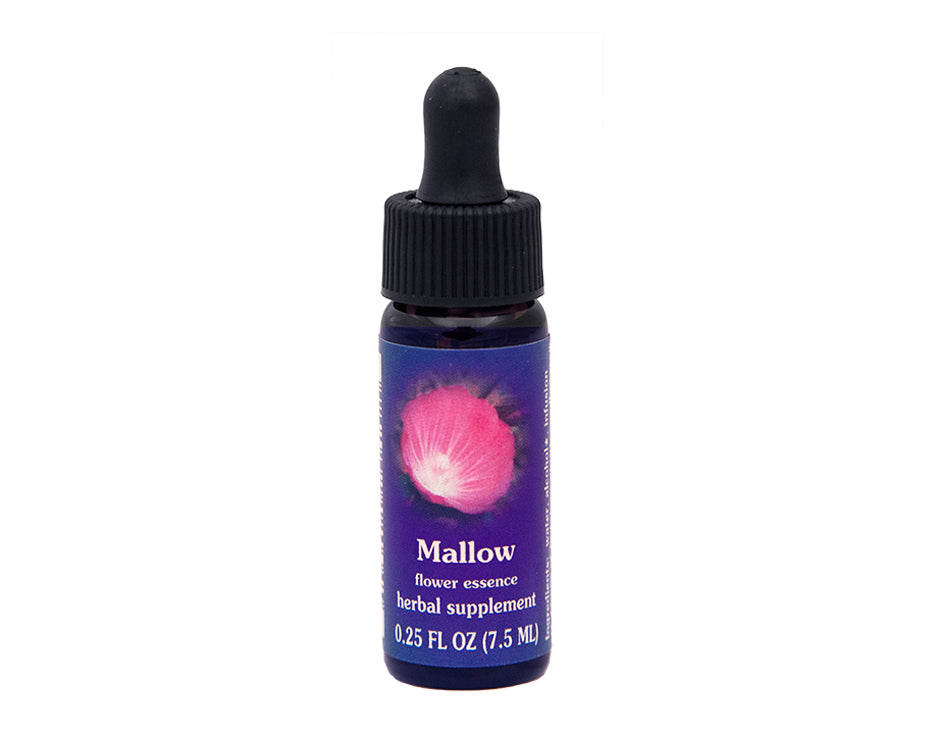 Mallow Flower Essence – Rebecca's Herbal Apothecary
