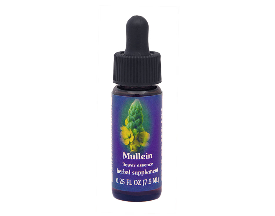 Mullein Flower Essence – Rebecca's Herbal Apothecary