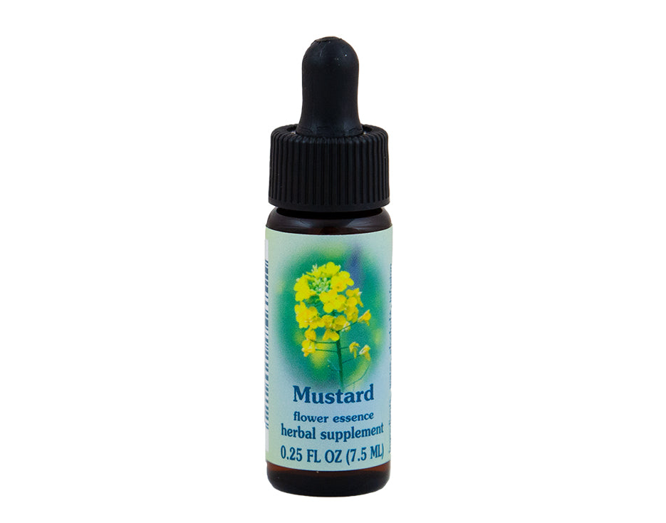 Mustard Flower Essence – Rebecca's Herbal Apothecary