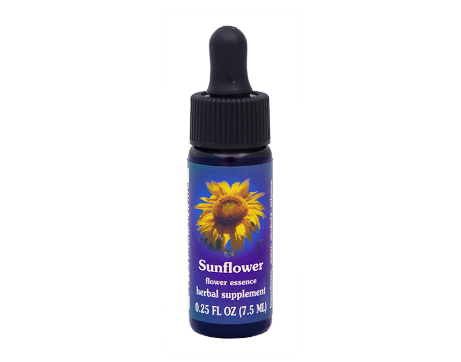 Sunflower Flower Essence – Rebecca's Herbal Apothecary